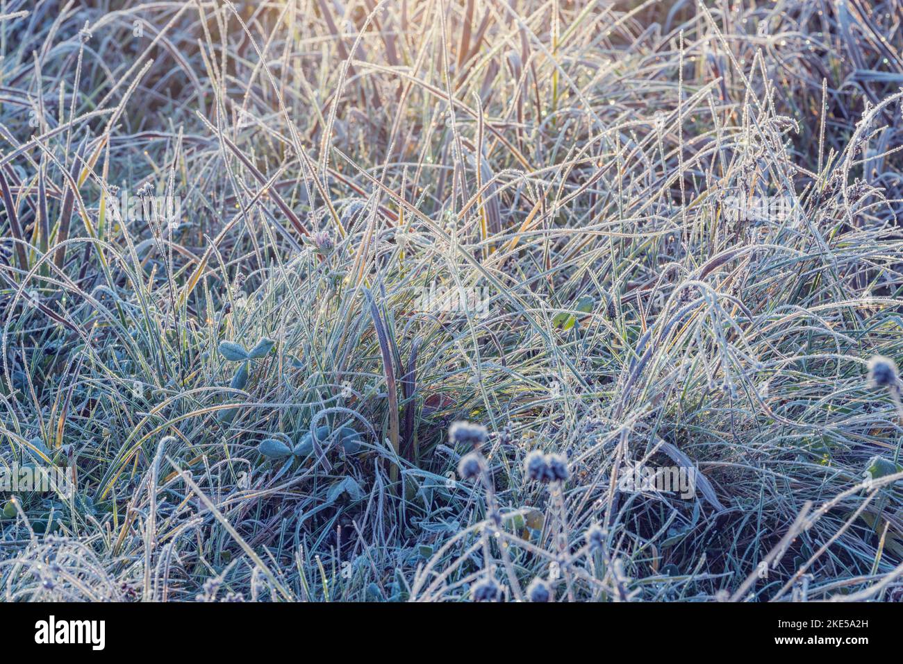 Grass under the frost at cold autumn morning Stock Photo - Alamy