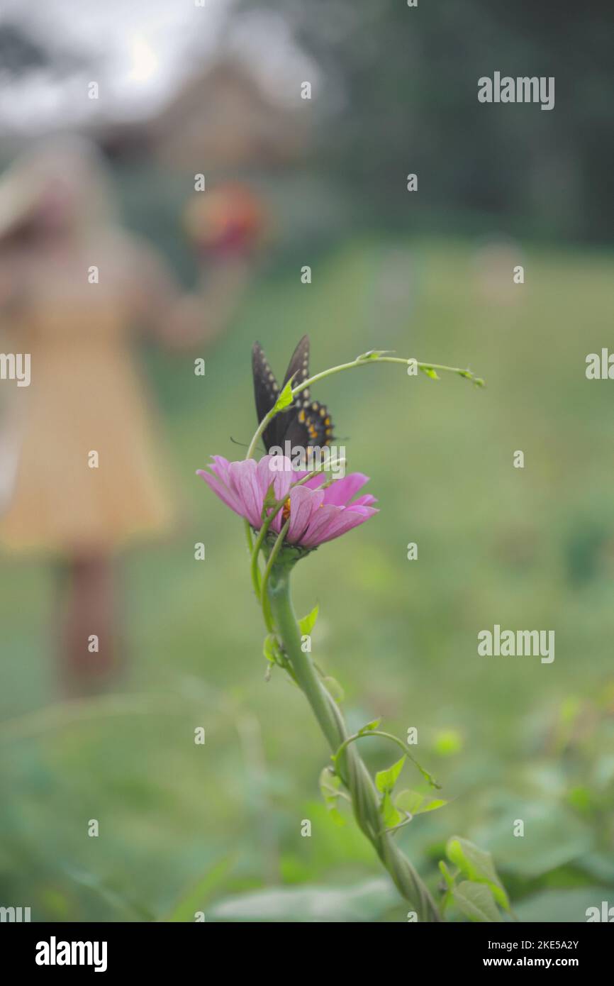 A shallow focus shot of a black swallowtail butterfly perching on a ...