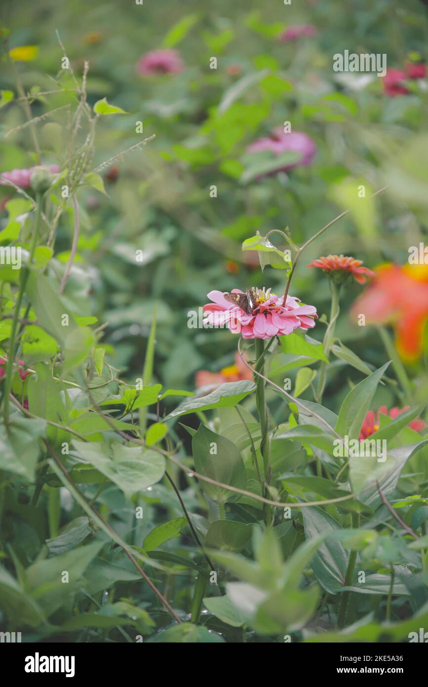 A vertical shot of a black swallowtail butterfly perching on zinnia ...