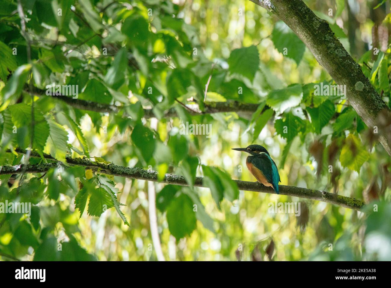 an Eurasian kingfisher bird perching on a tree branch looking for food ...