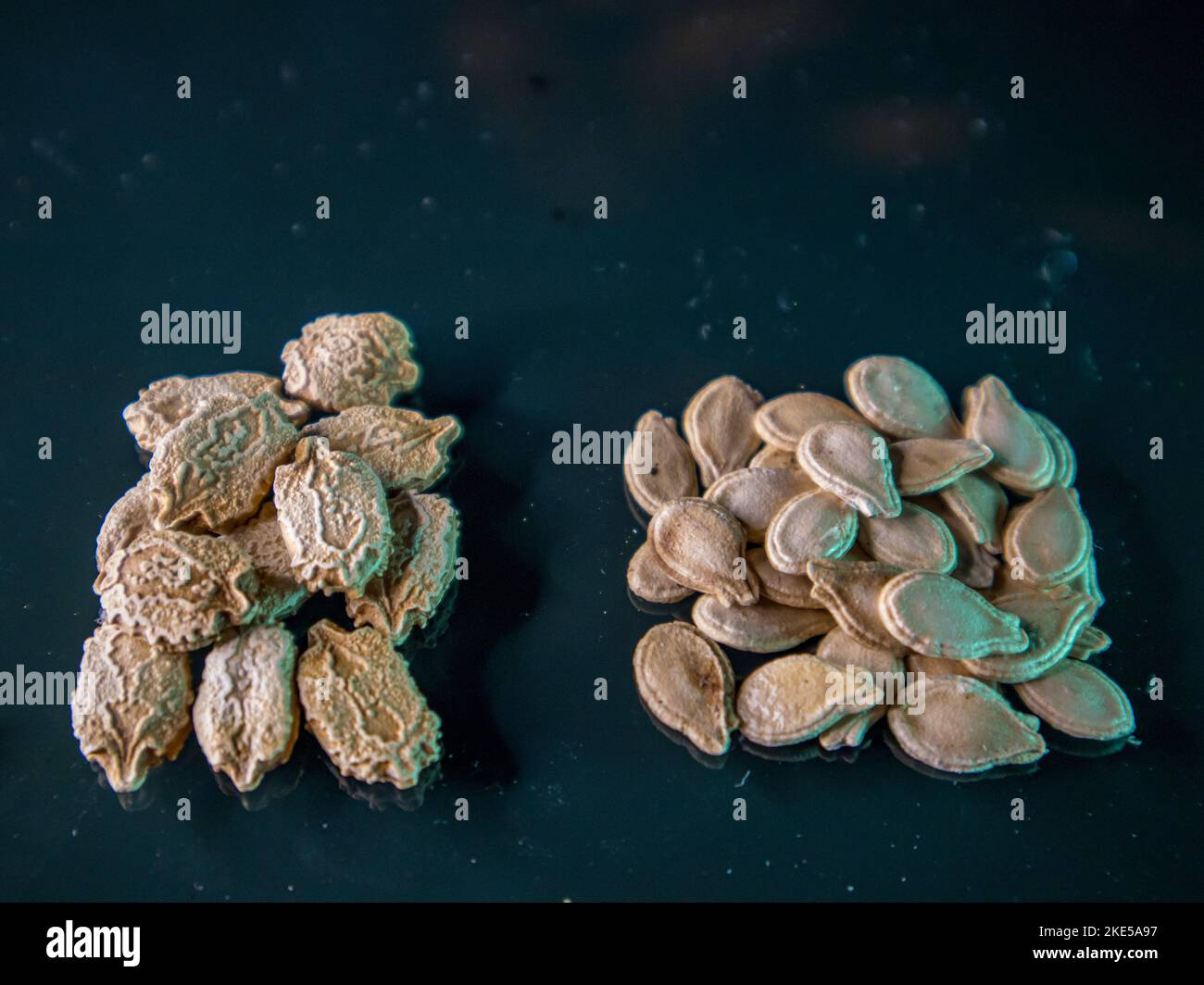 Seeds of Ash Gourd also called White Gourd and bitter gourd Stock Photo ...