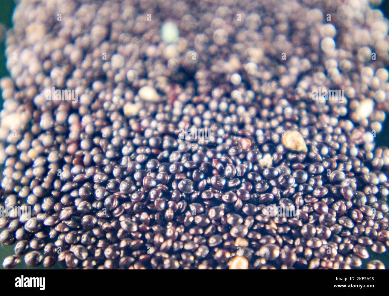 Seeds of Stem Amaranth, Data Denga Dughi Callaloo Spinach Stock Photo ...