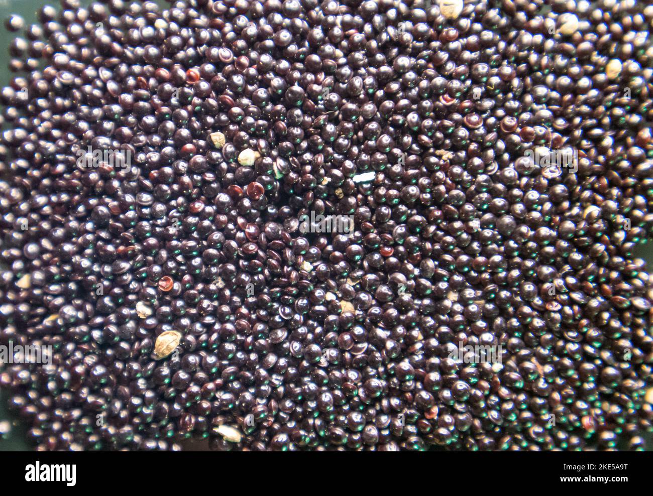 Callaloo Seeds Amaranth