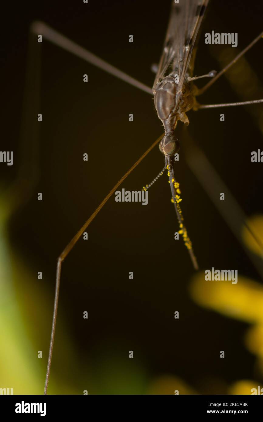 A vertical macro view of the front profile of a Stilt bug feeding on ...