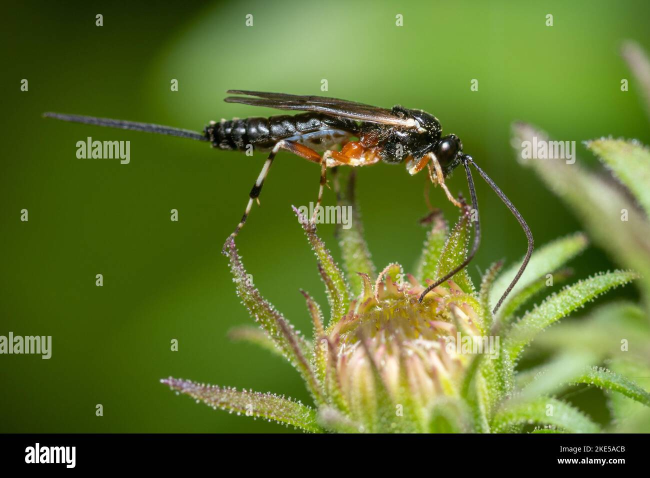 A macro view of the side of a Pimpla wasp perched on a plant in daytime ...
