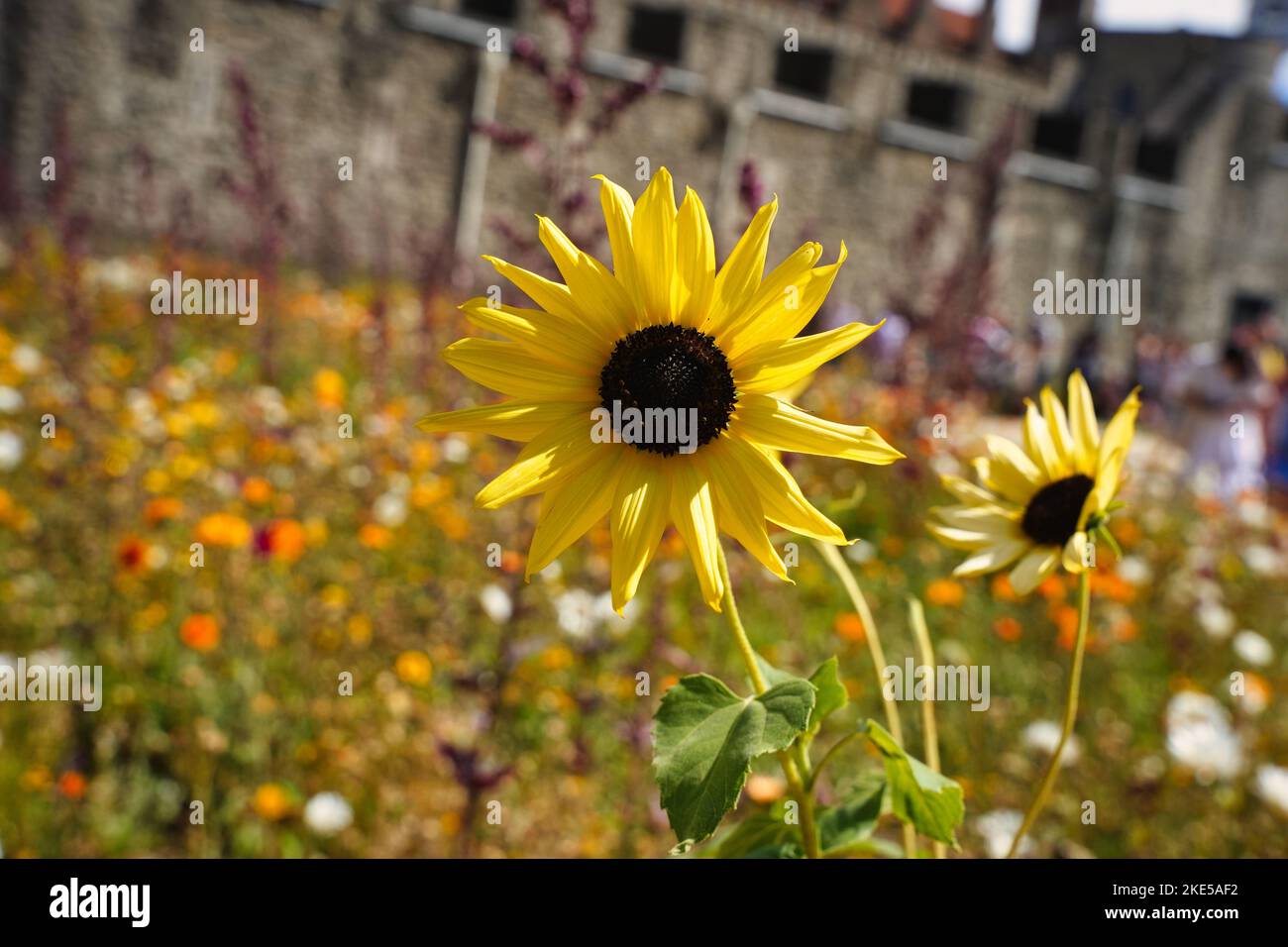 Sunflowers in front yard in hi-res stock photography and images - Alamy
