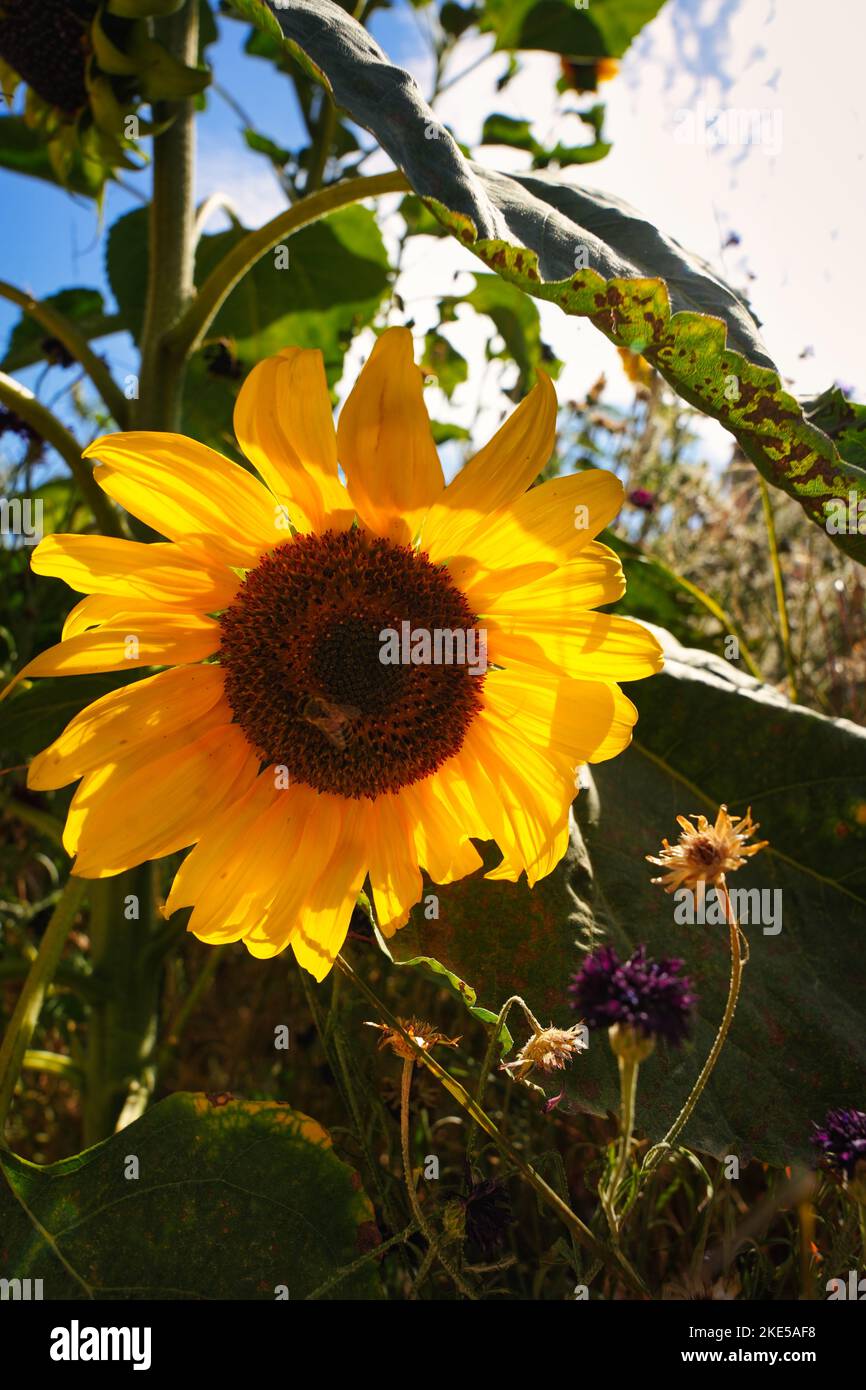 A vertical closeup of a beautiful sunflower in the field Stock Photo ...