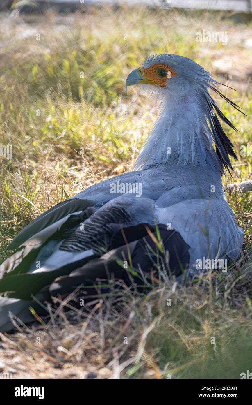 Secretary bird in natural habitat hi-res stock photography and images ...