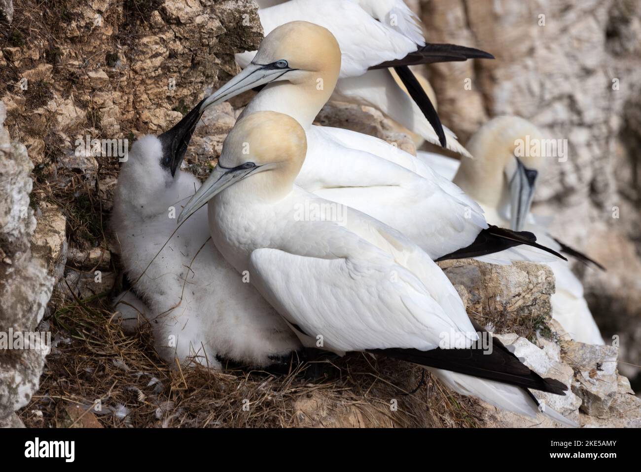 The densely packed nesting colonies of seabirds, like these Gannets is ...