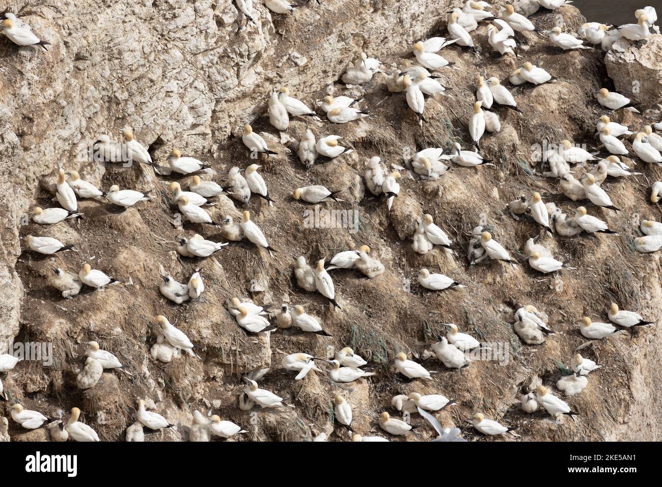 The densely packed nesting colonies of seabirds, like these Gannets is ...