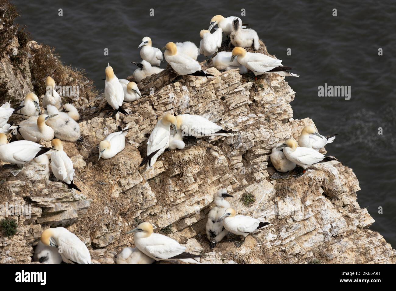 Densely packed nesting colonies hi-res stock photography and images - Alamy