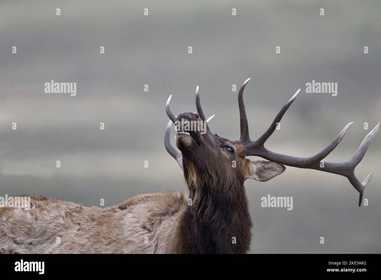 Rut symbol hi-res stock photography and images - Alamy