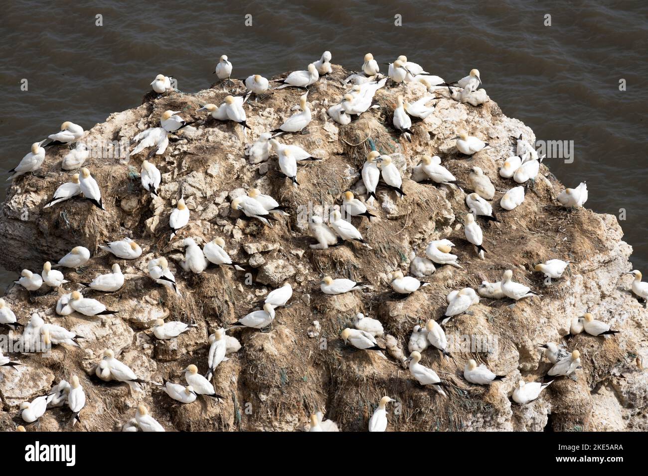 The densely packed nesting colonies of seabirds, like these Gannets is ...