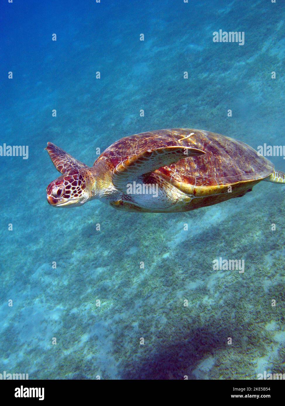Big Green turtle on the reefs of the Red Sea. Green turtles are the ...