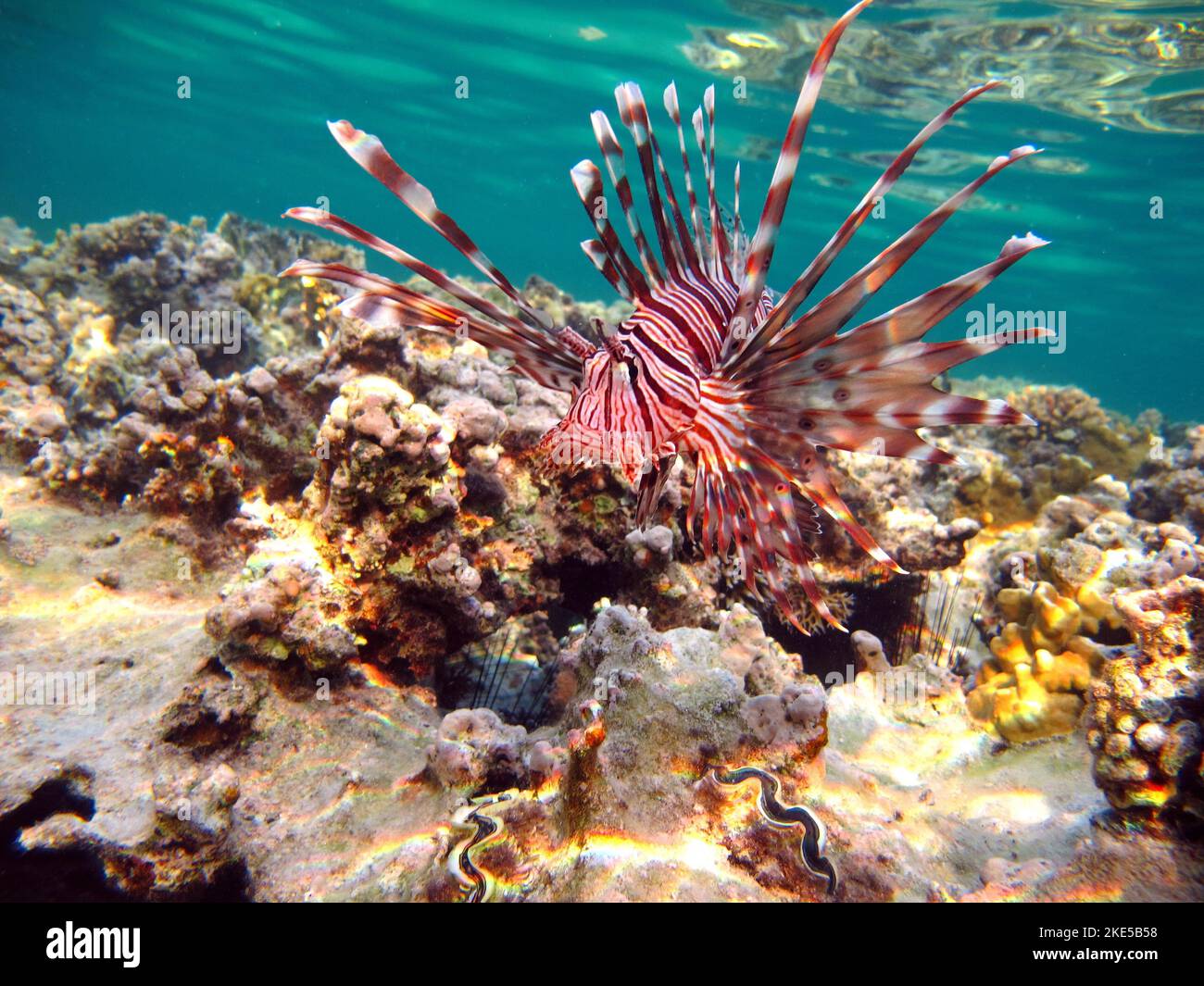 Lion Fish in the Red Sea in clear blue water hunting for food ...