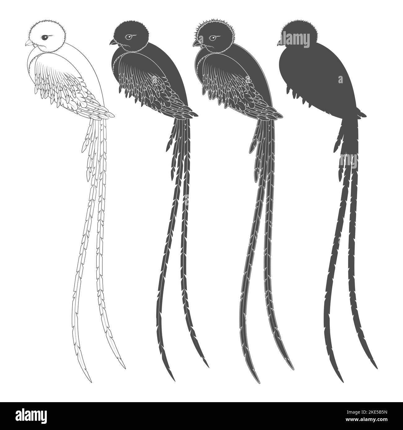 Set of black and white illustrations with a quetzal bird. Isolated ...