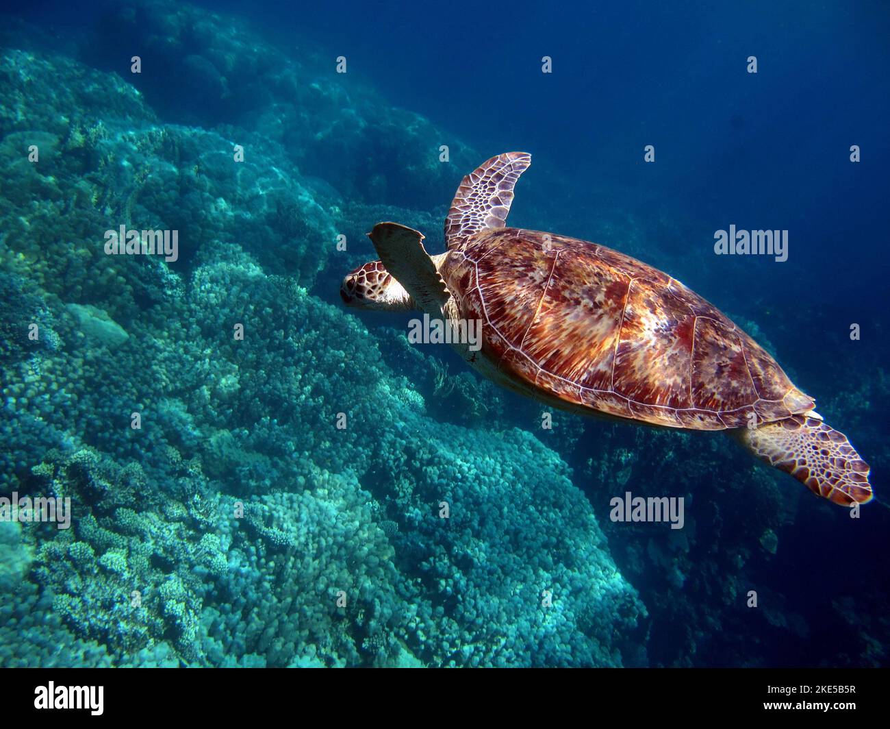 Big Green turtle on the reefs of the Red Sea. Green turtles are the ...