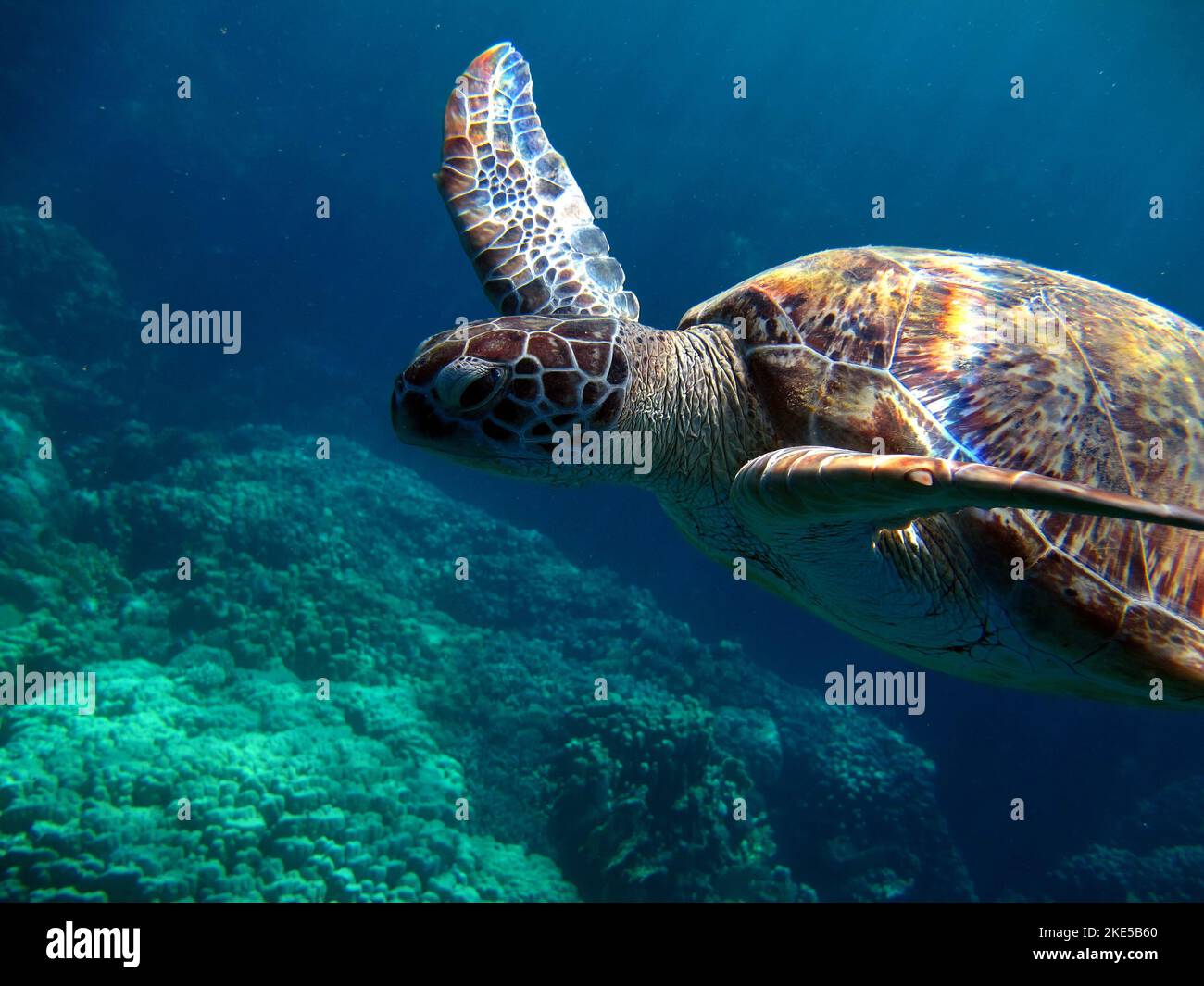 Big Green turtle on the reefs of the Red Sea. Green turtles are the ...