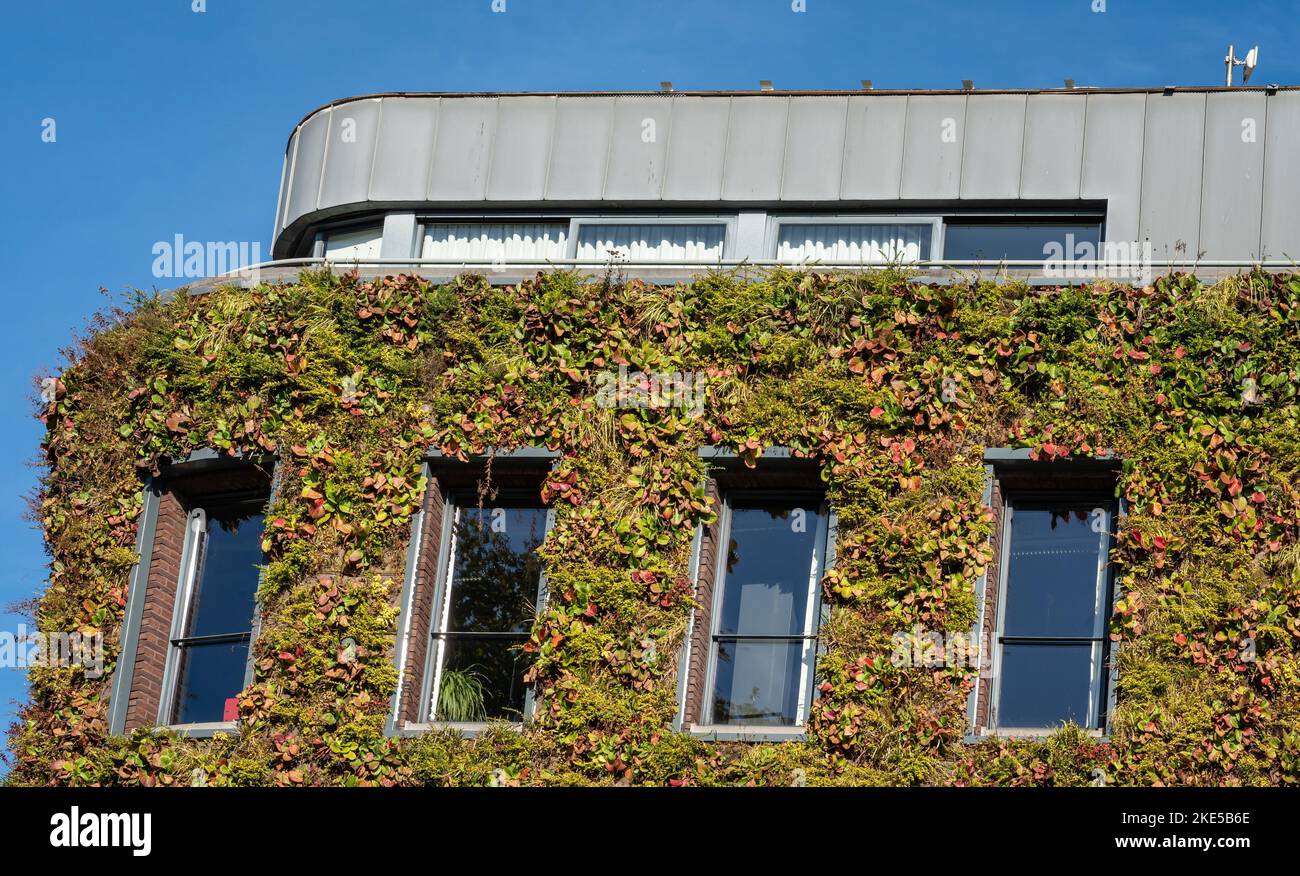 Living wall of modern building, example of urban greening and vertical ...