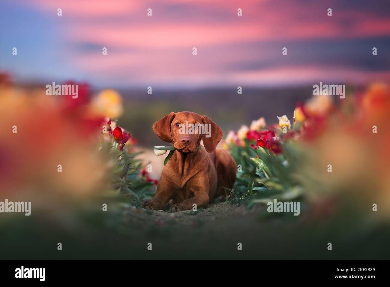 Magyar Vizsla in spring Stock Photo - Alamy