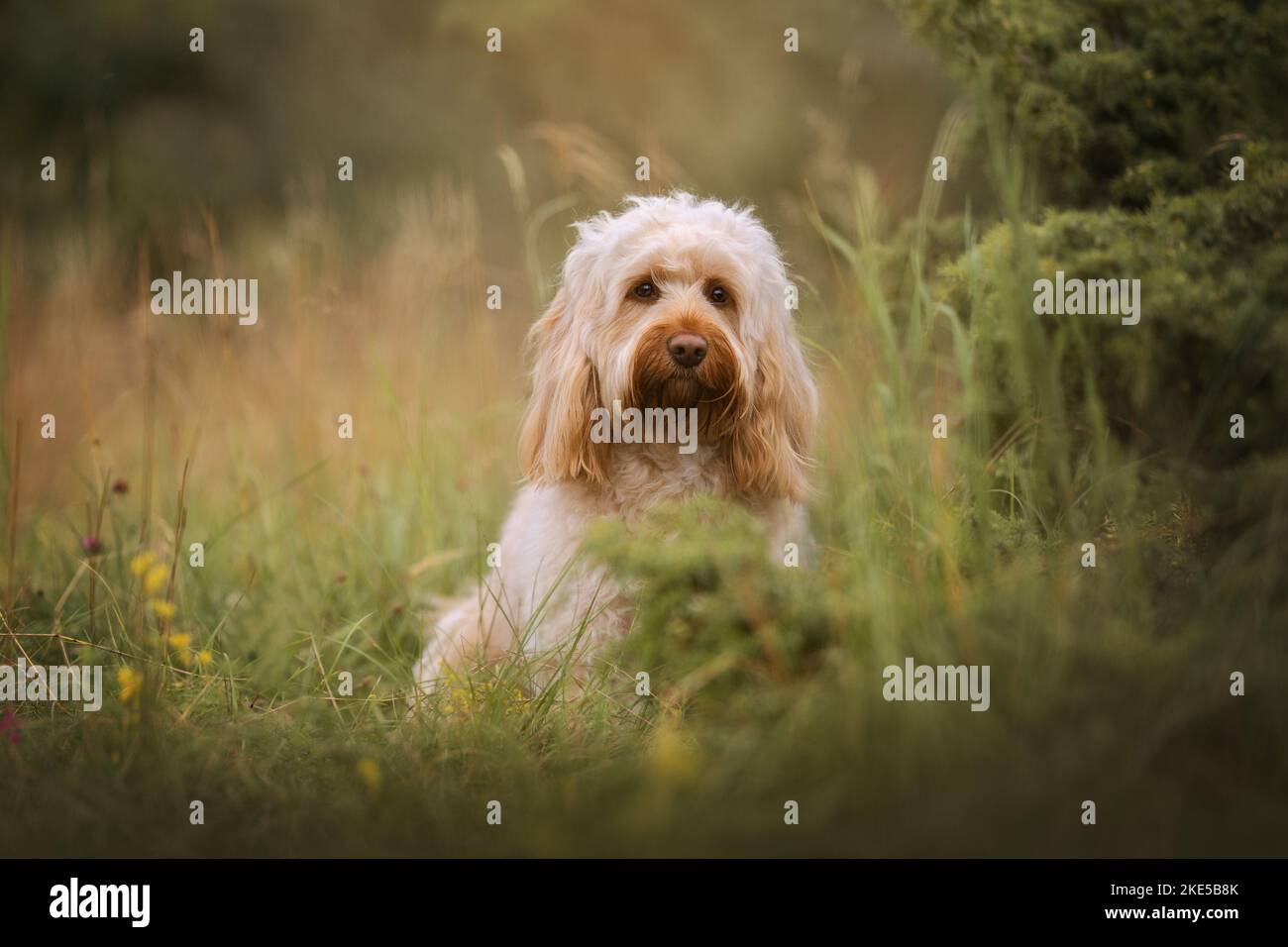 Cockerpoo in grass hi-res stock photography and images - Alamy