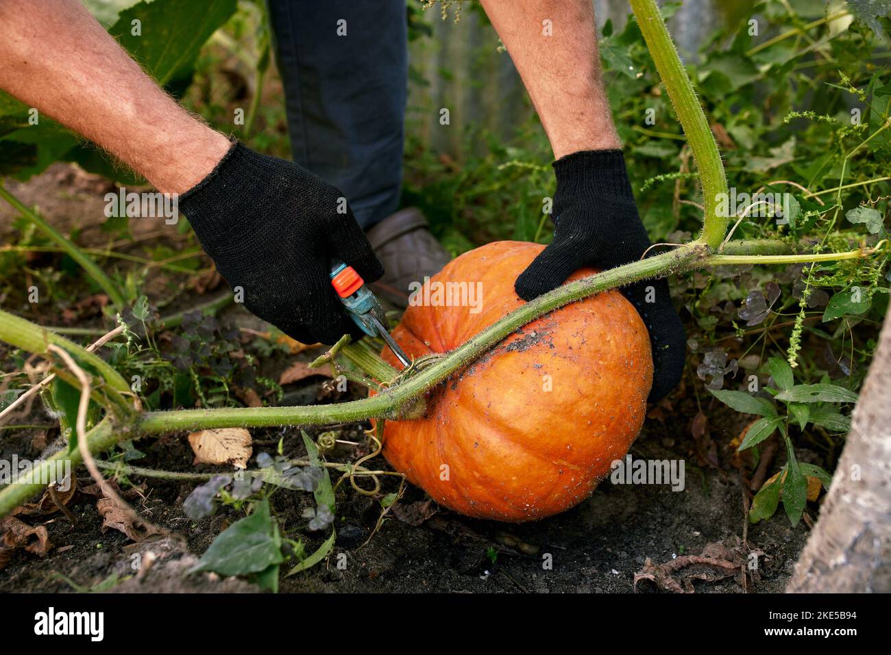 Harvest pumpkin organic vegetable garden. Farmer hand picking up ripe ...