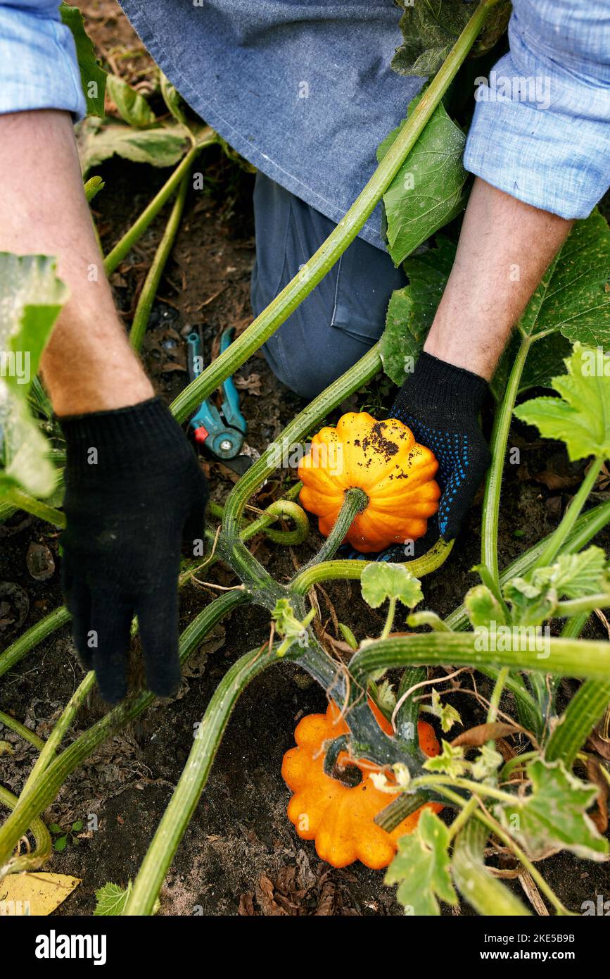 Harvest pumpkin organic vegetable garden. Farmer hand picking up ripe ...