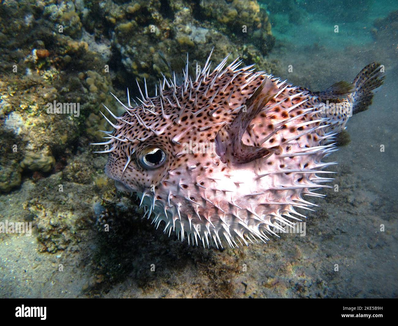Colorful tropical fish on a coral reef, amazingly beautiful fairy world ...