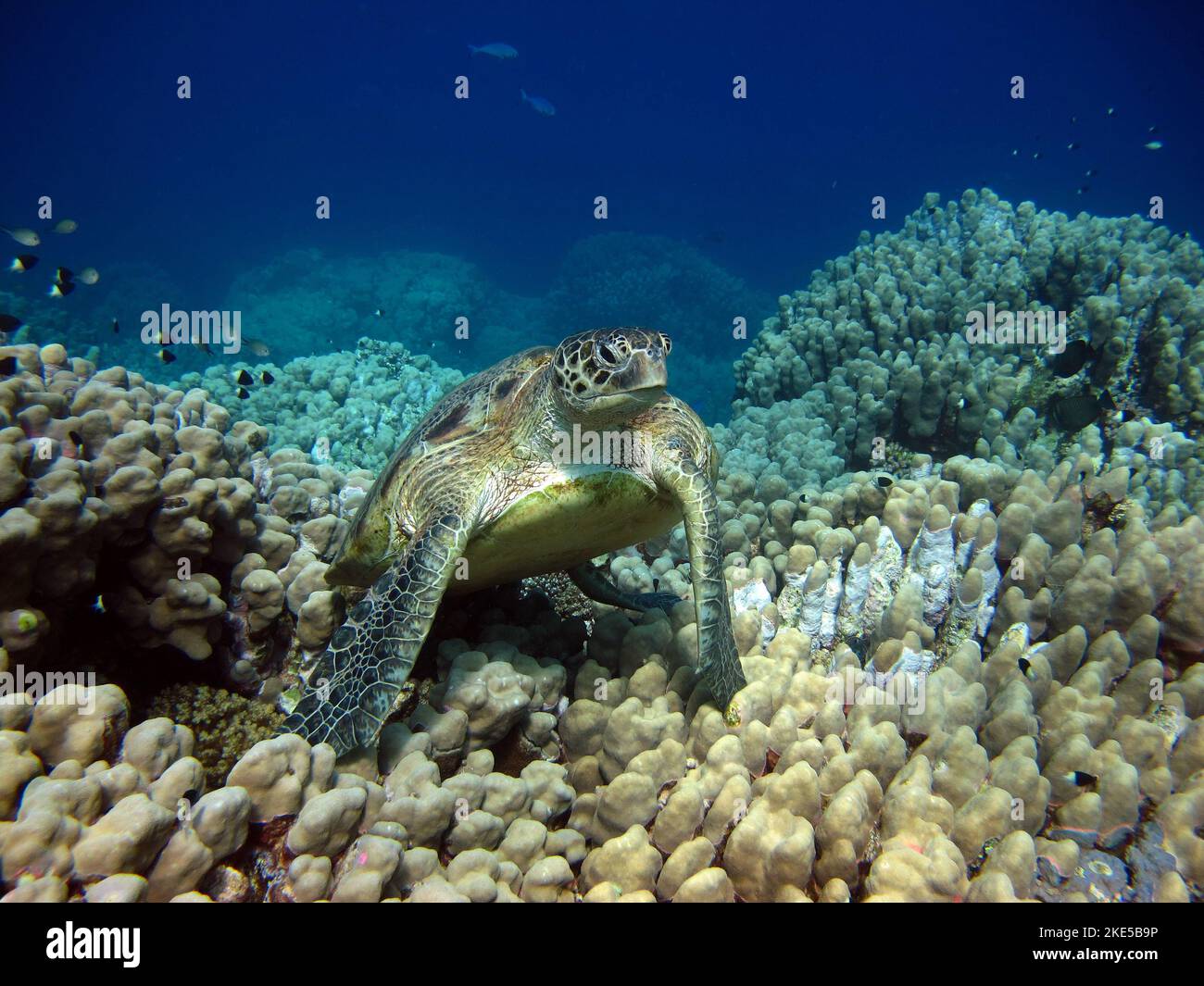 Big Green turtle on the reefs of the Red Sea. Green turtles are the ...