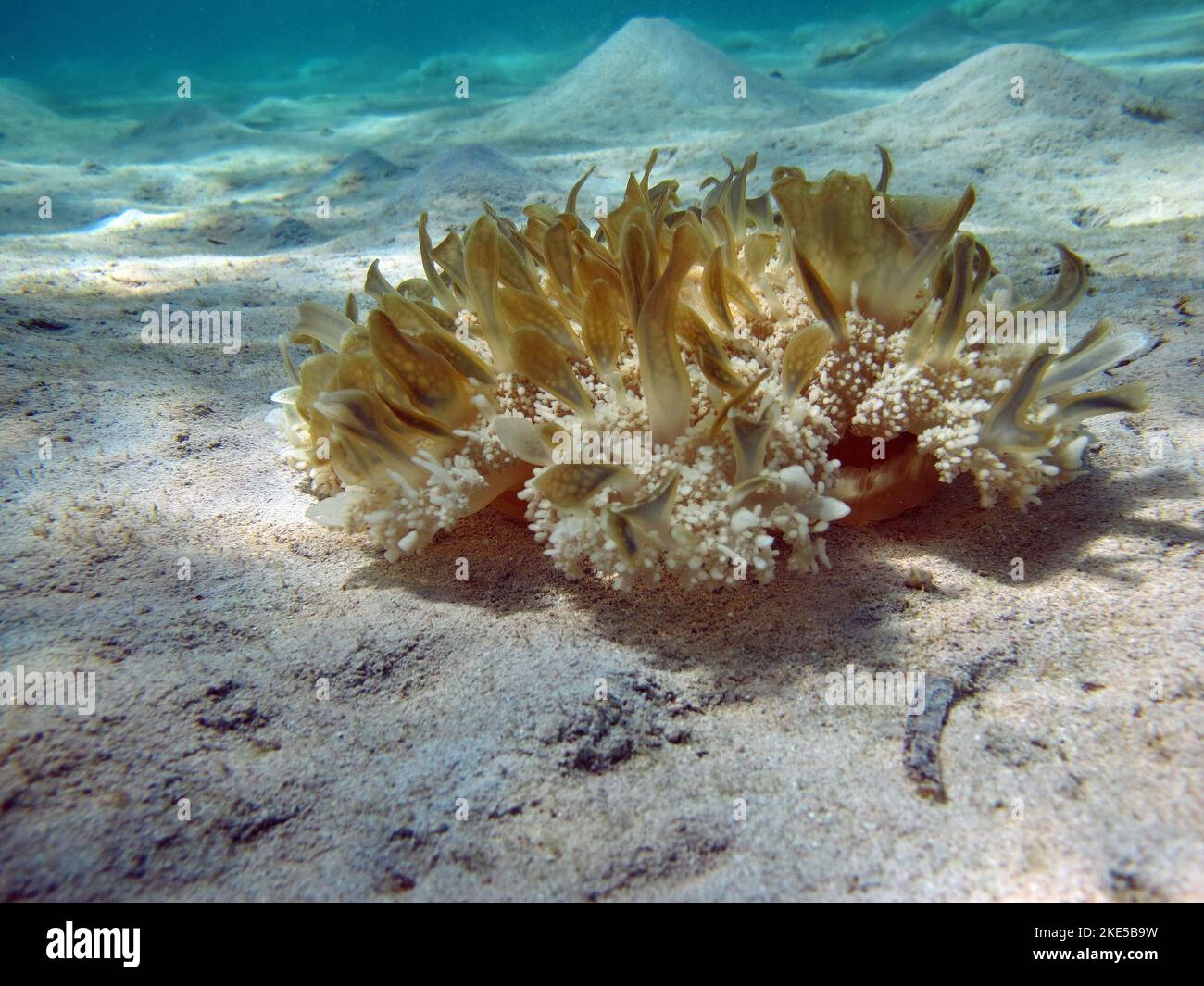 Colorful tropical fish on a coral reef, amazingly beautiful fairy world ...
