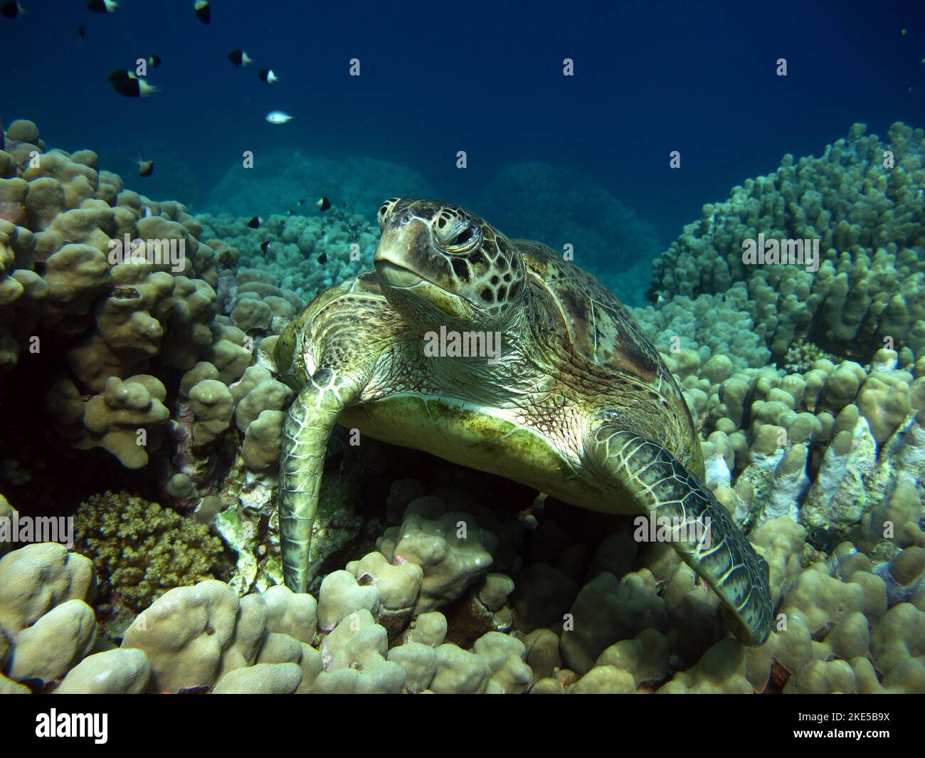 Big Green turtle on the reefs of the Red Sea. Green turtles are the ...