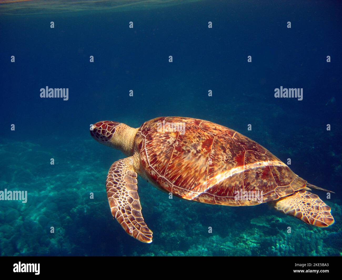 Big Green turtle on the reefs of the Red Sea. Green turtles are the ...