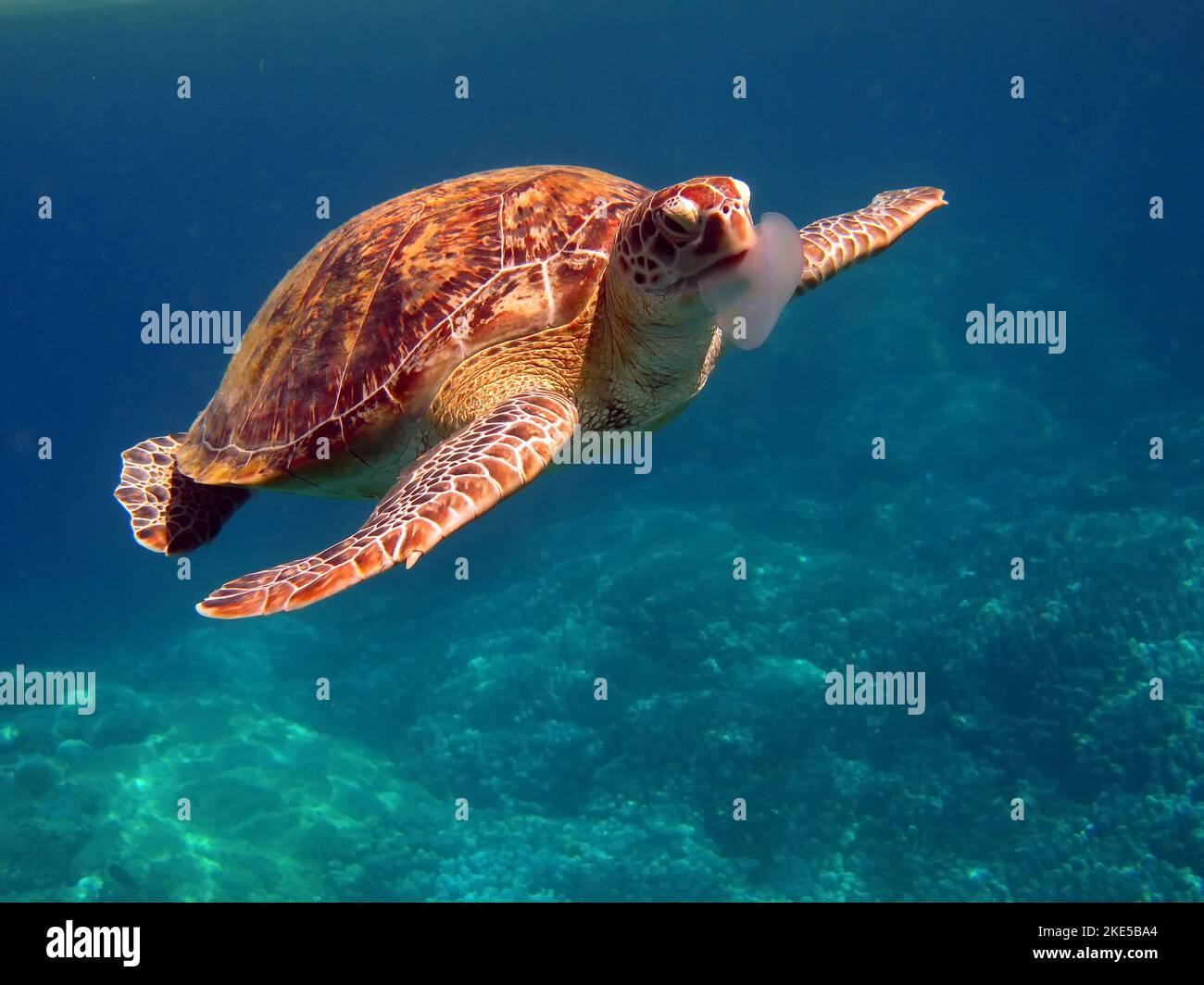 Big Green turtle on the reefs of the Red Sea. Green turtles are the ...