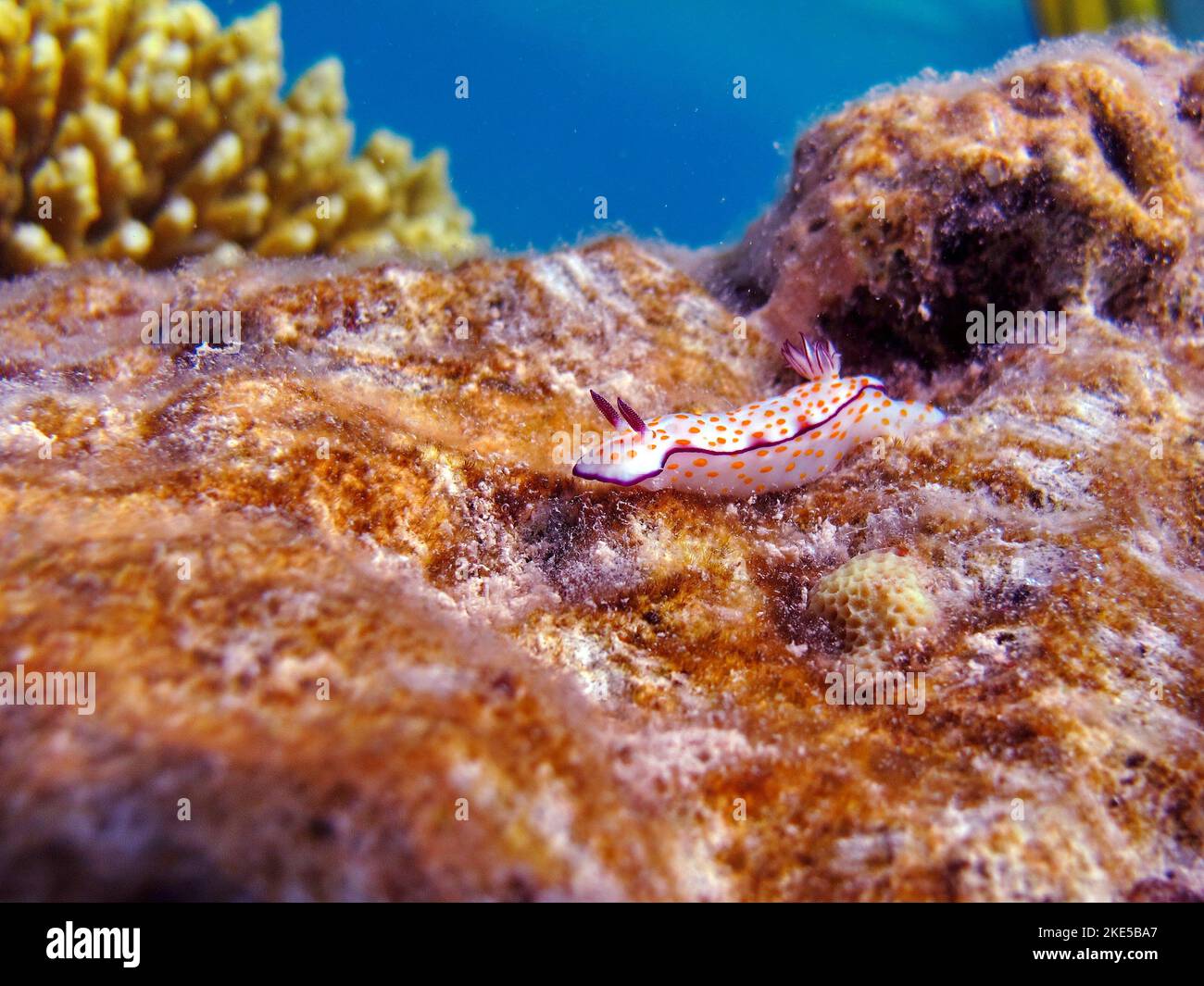 Colorful tropical fish on a coral reef, amazingly beautiful fairy world ...