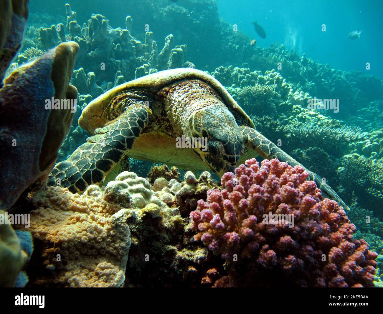 Sea turtles . Great Reef Turtle .Bissa. Hawksbill sea turtle (CR ...