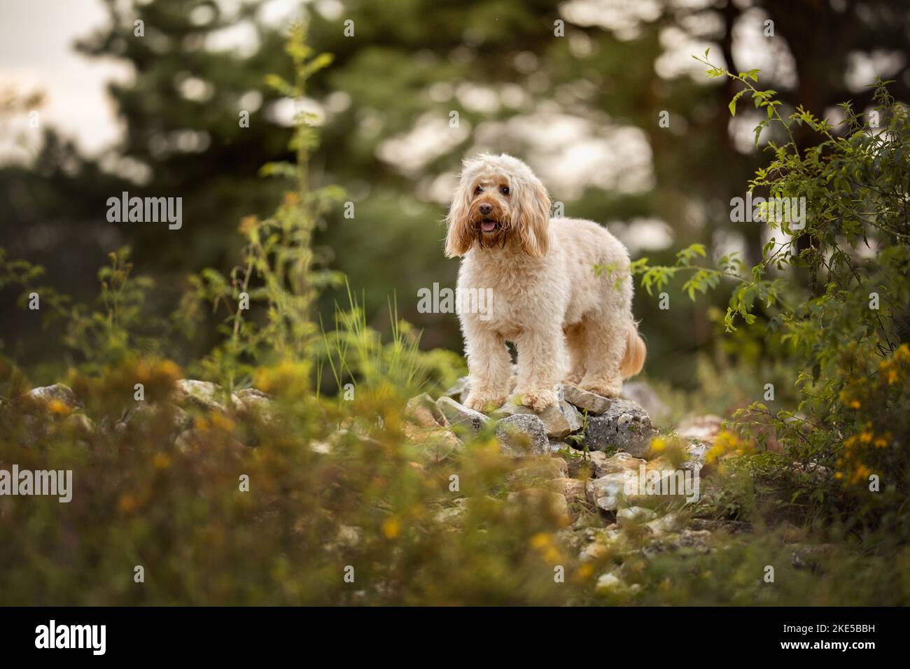 Cockerpoo standing hi-res stock photography and images - Alamy