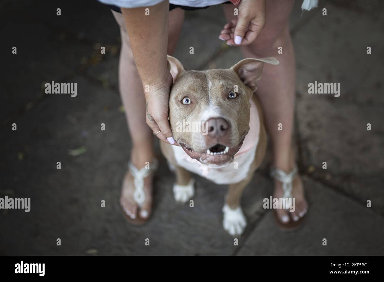 Brown purebred pit bull human hi-res stock photography and images - Alamy