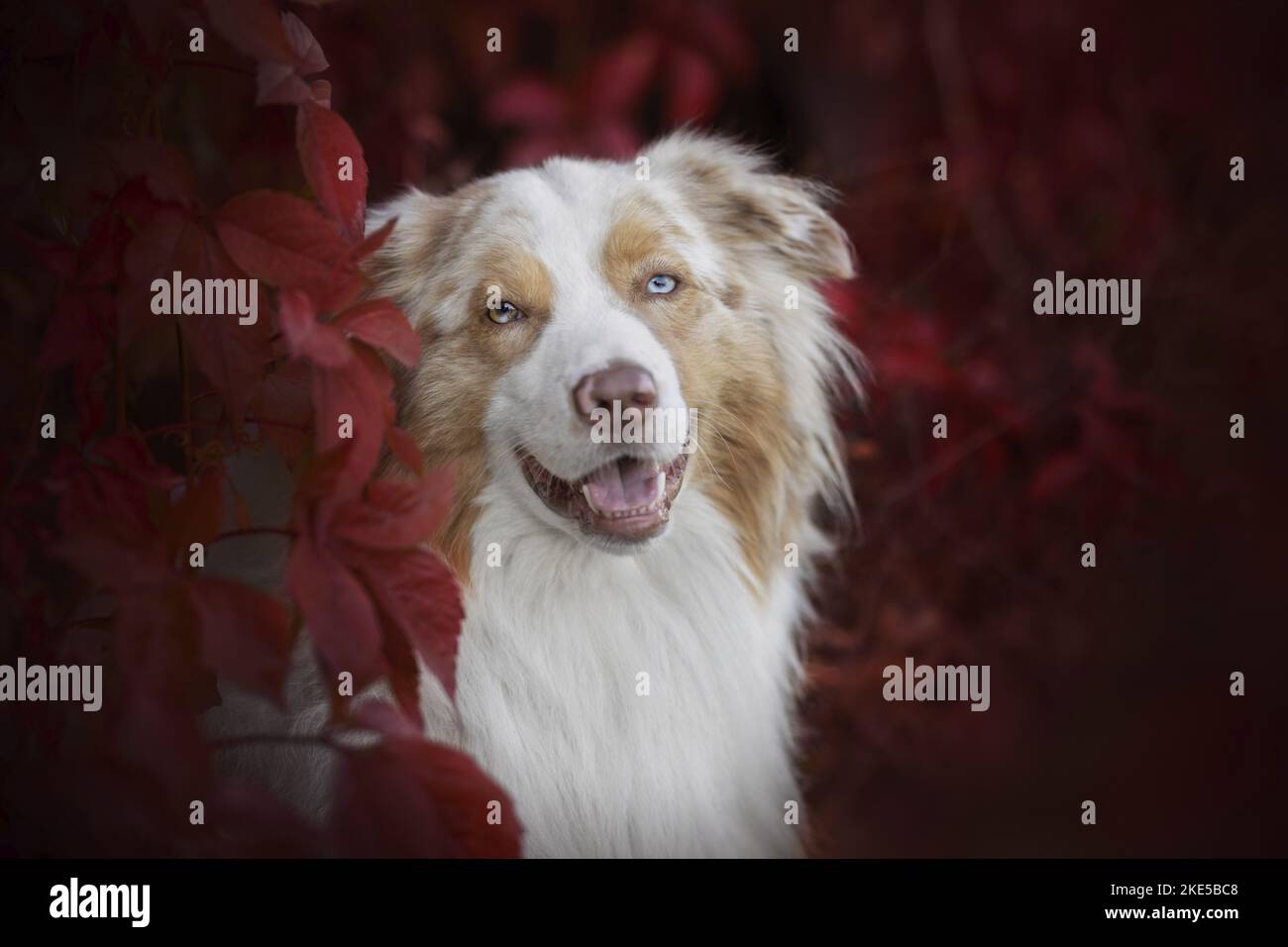 Australian Shepherd Portrait Stock Photo - Alamy
