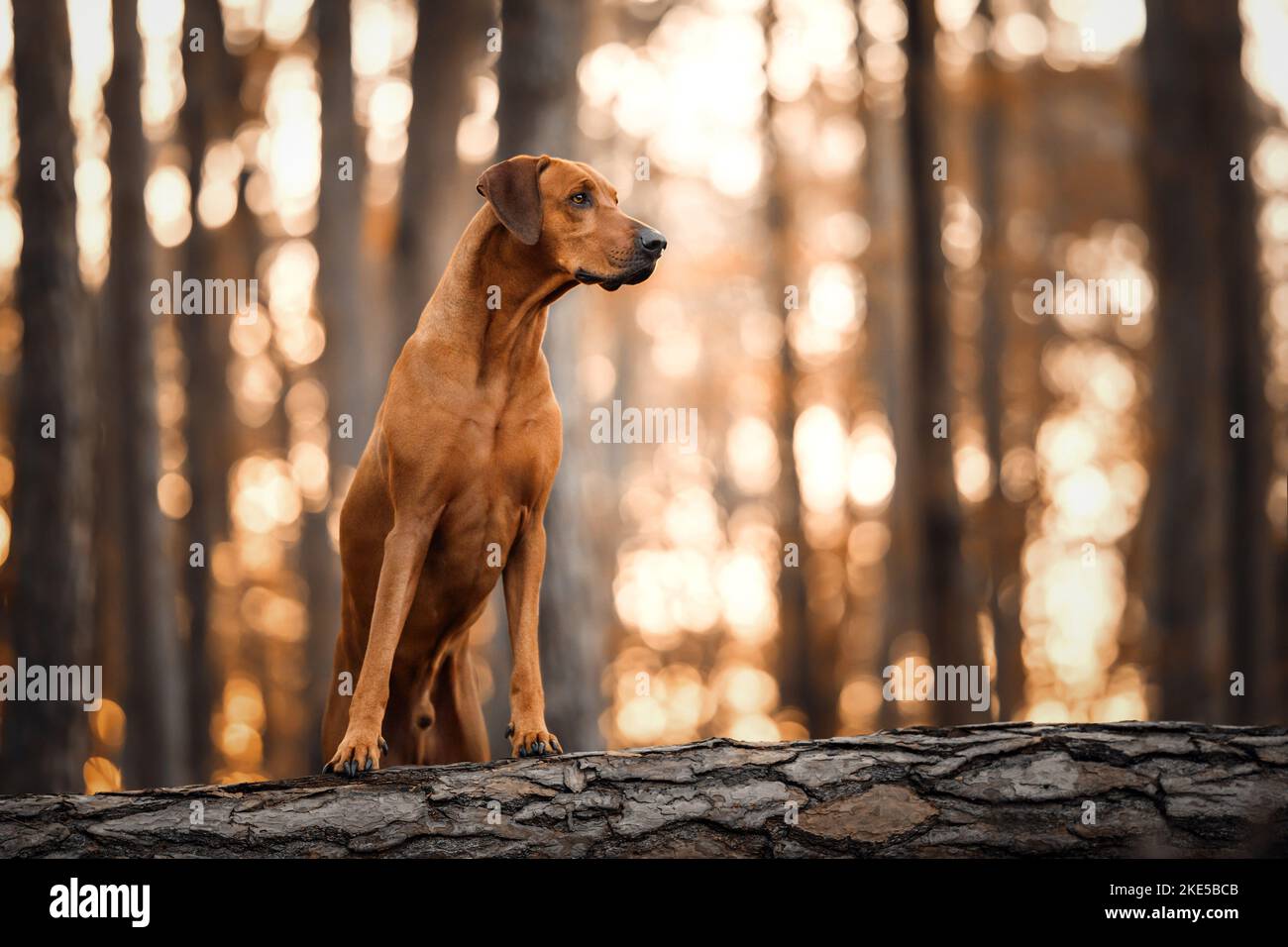 Rhodesian Ridgeback in autumn Stock Photo - Alamy