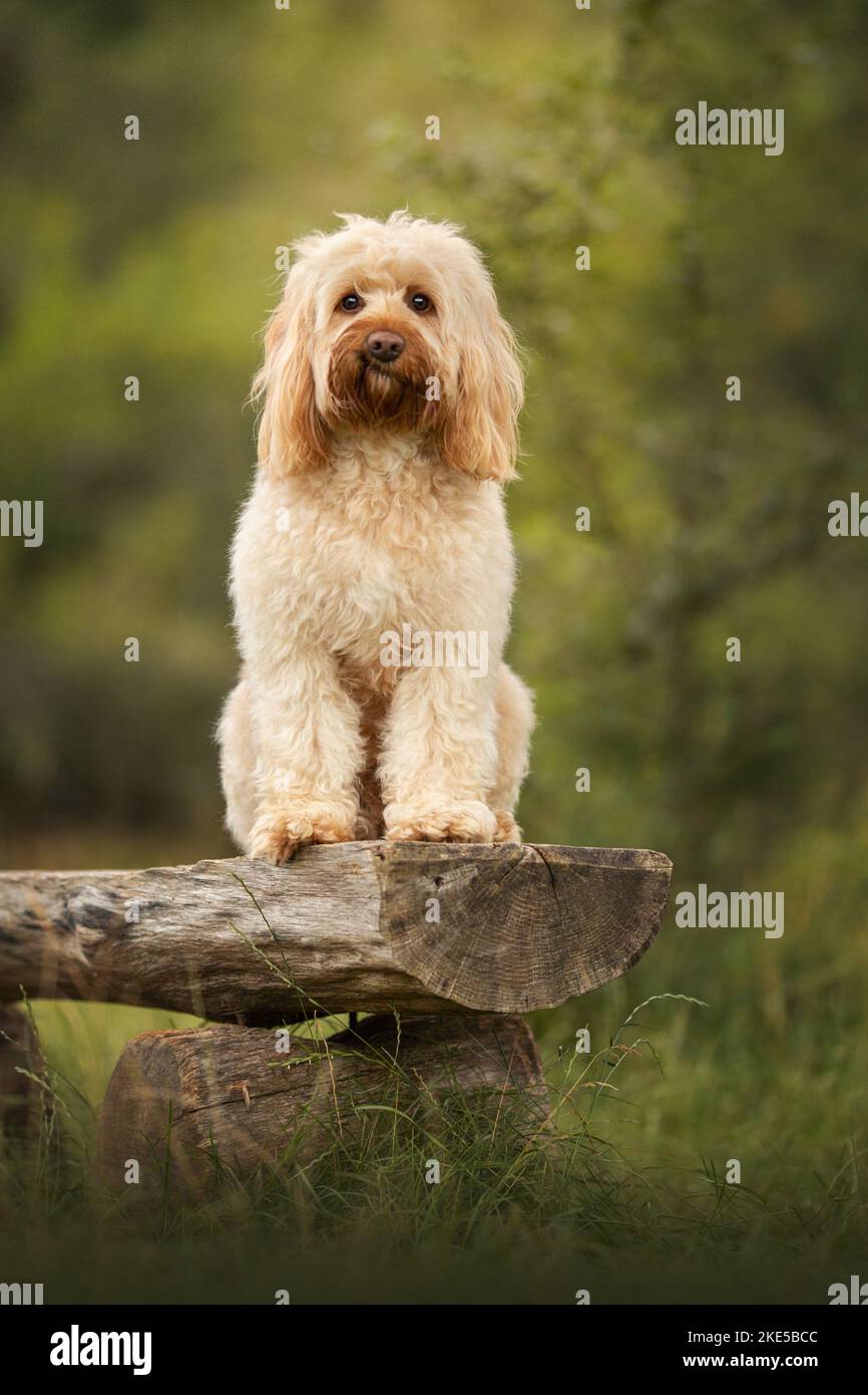 Cockerpoo in grass hi-res stock photography and images - Alamy