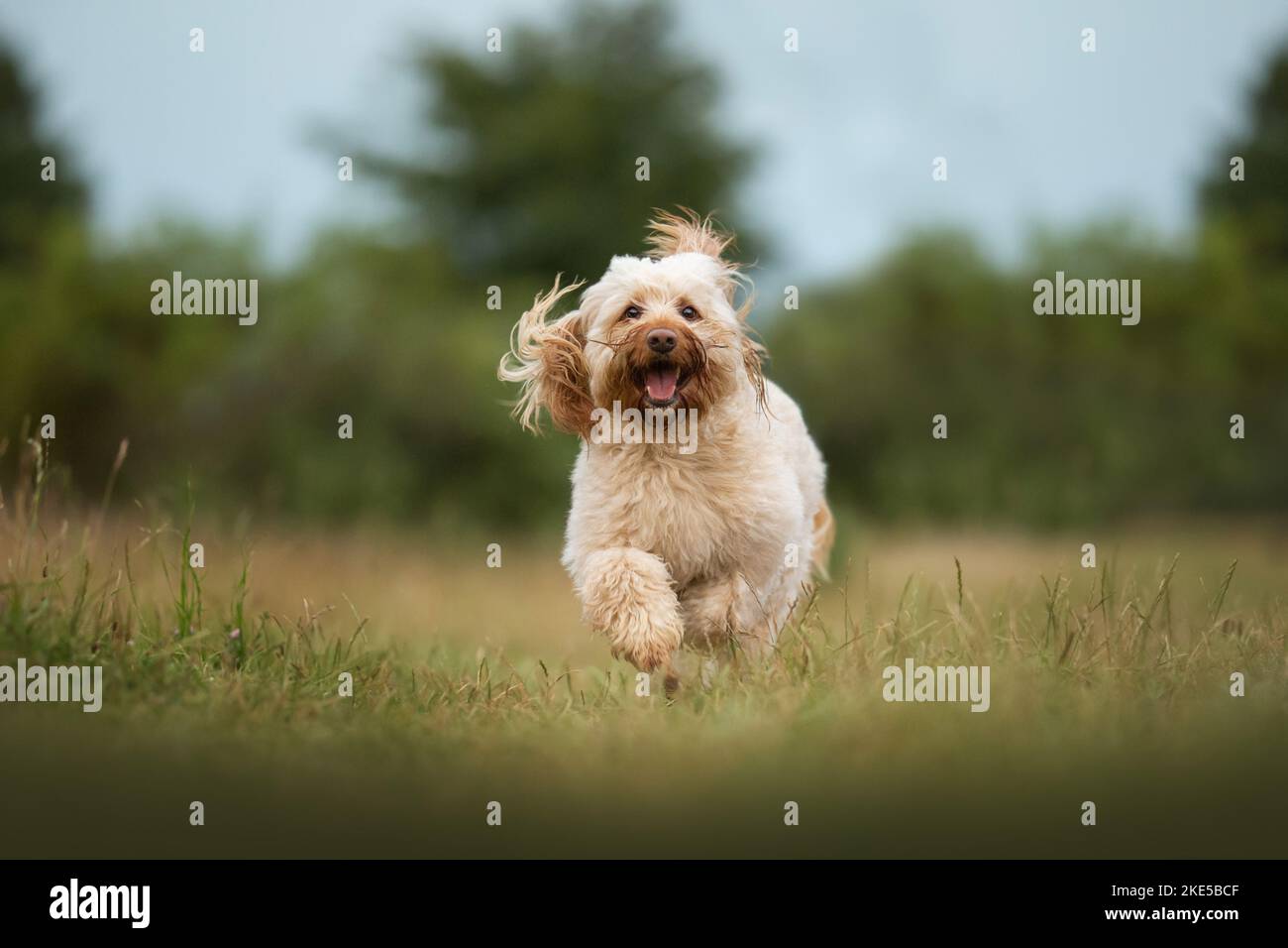Cockerpoo in summer Stock Photo - Alamy