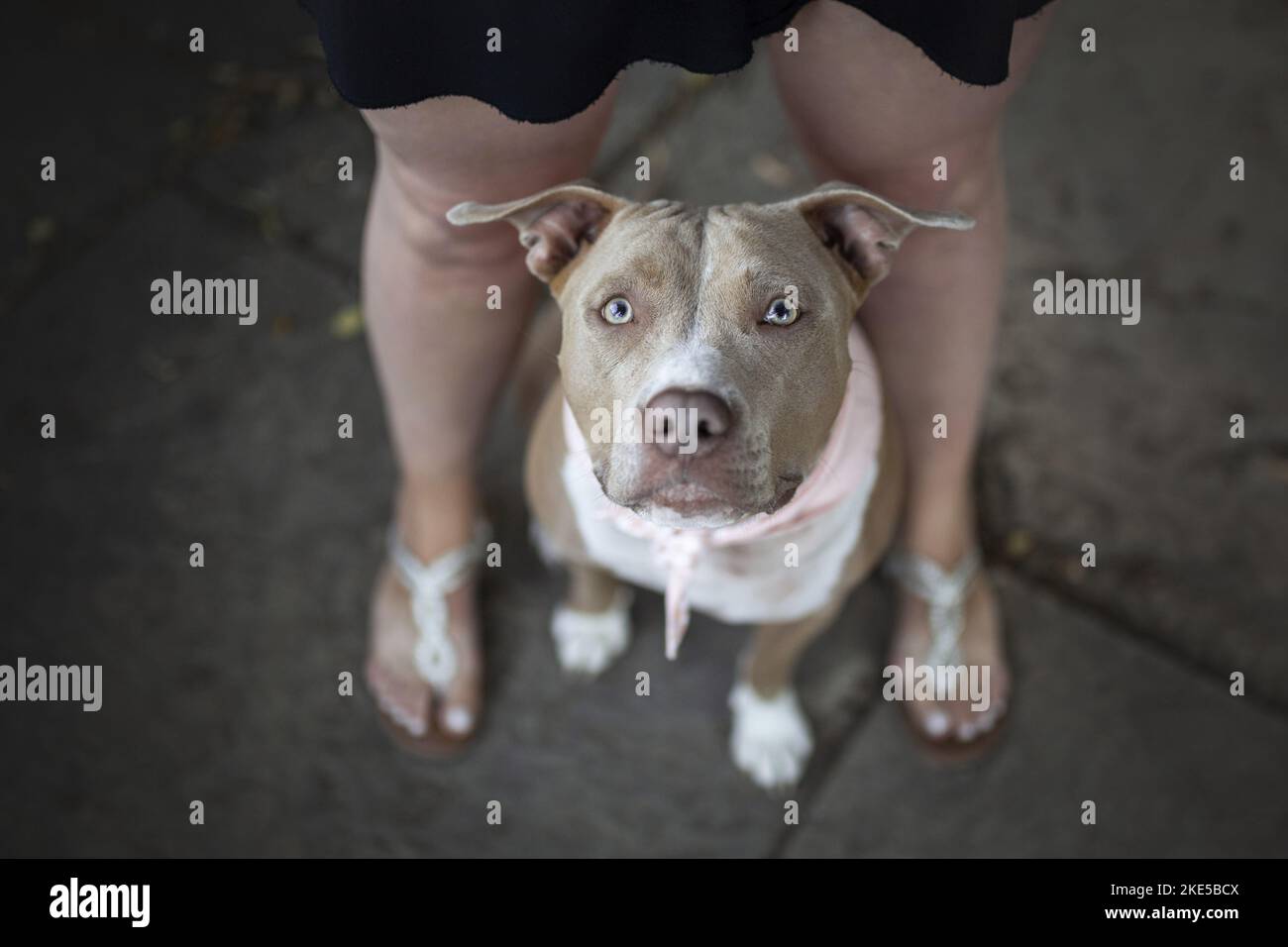 Brown purebred pit bull human hi-res stock photography and images - Alamy