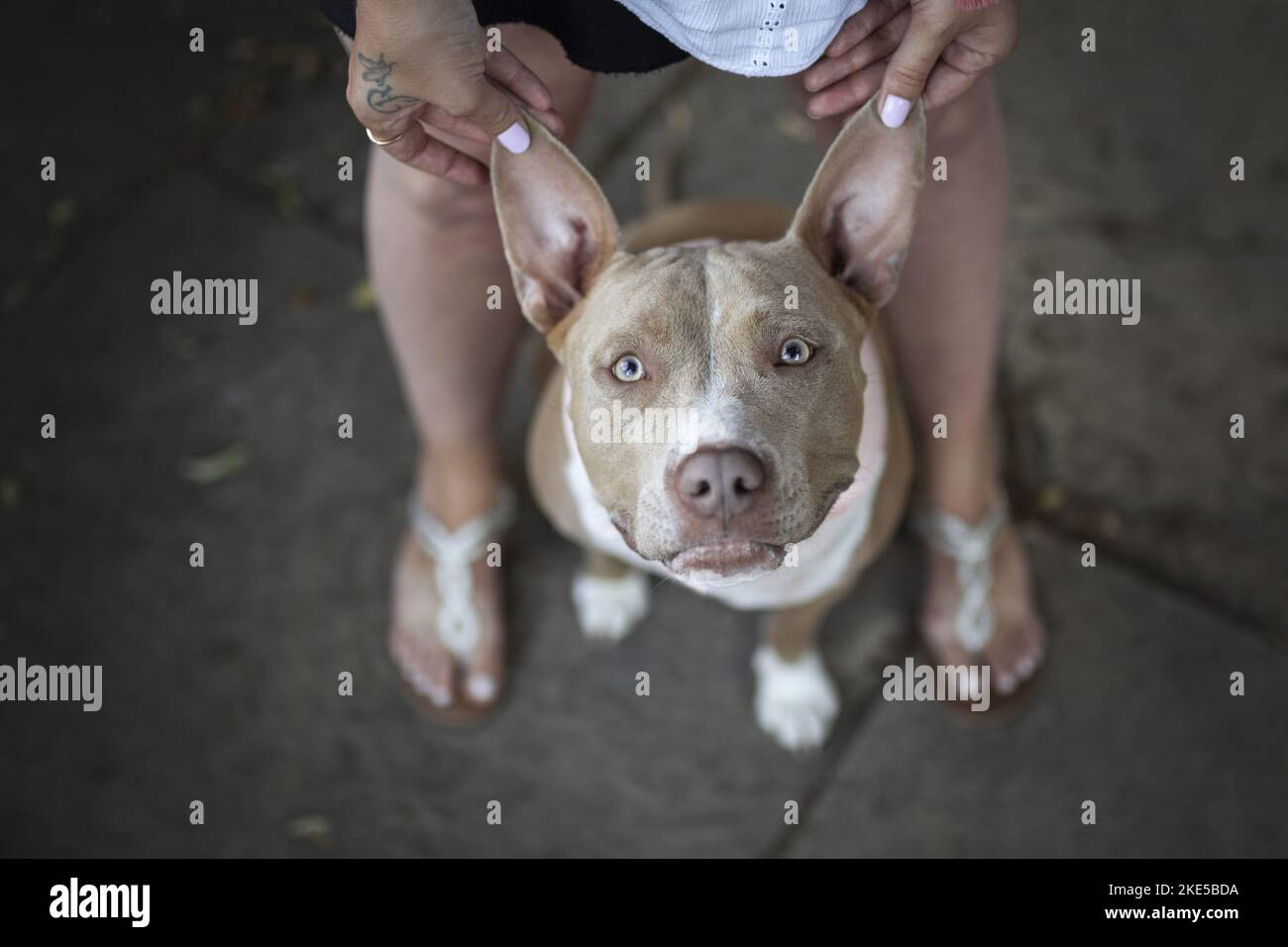 Brown purebred pit bull human hi-res stock photography and images - Alamy