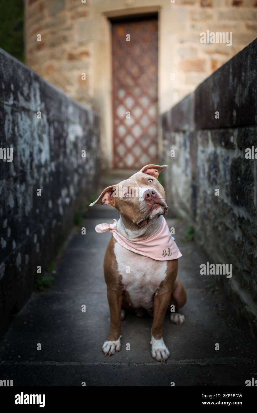 sitting American Pit Bull Stock Photo - Alamy
