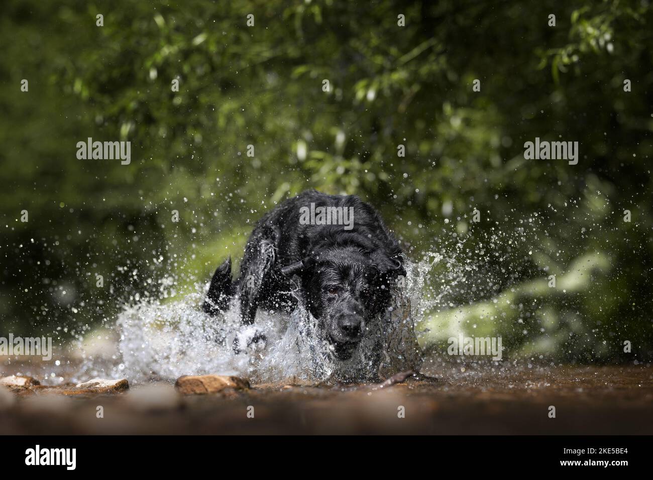 Labrador Retriever in the water Stock Photo - Alamy