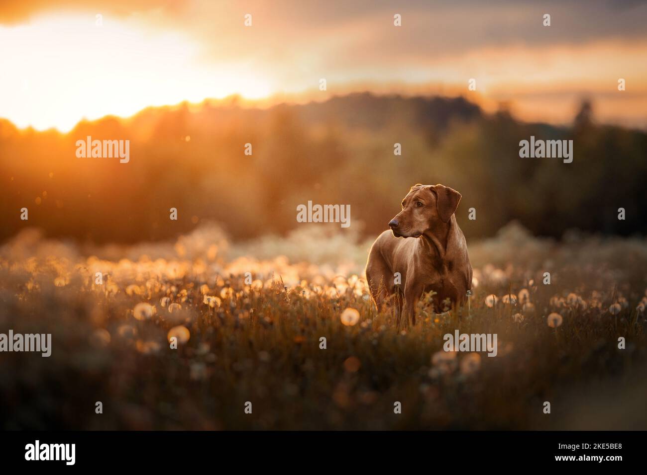 African hunting dog in sunset hi-res stock photography and images - Alamy