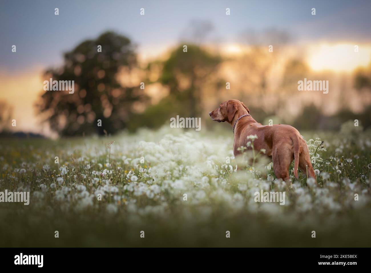 African hunting dog in sunset hi-res stock photography and images - Alamy