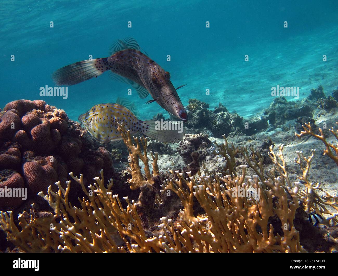 Colorful tropical fish on a coral reef, amazingly beautiful fairy world ...