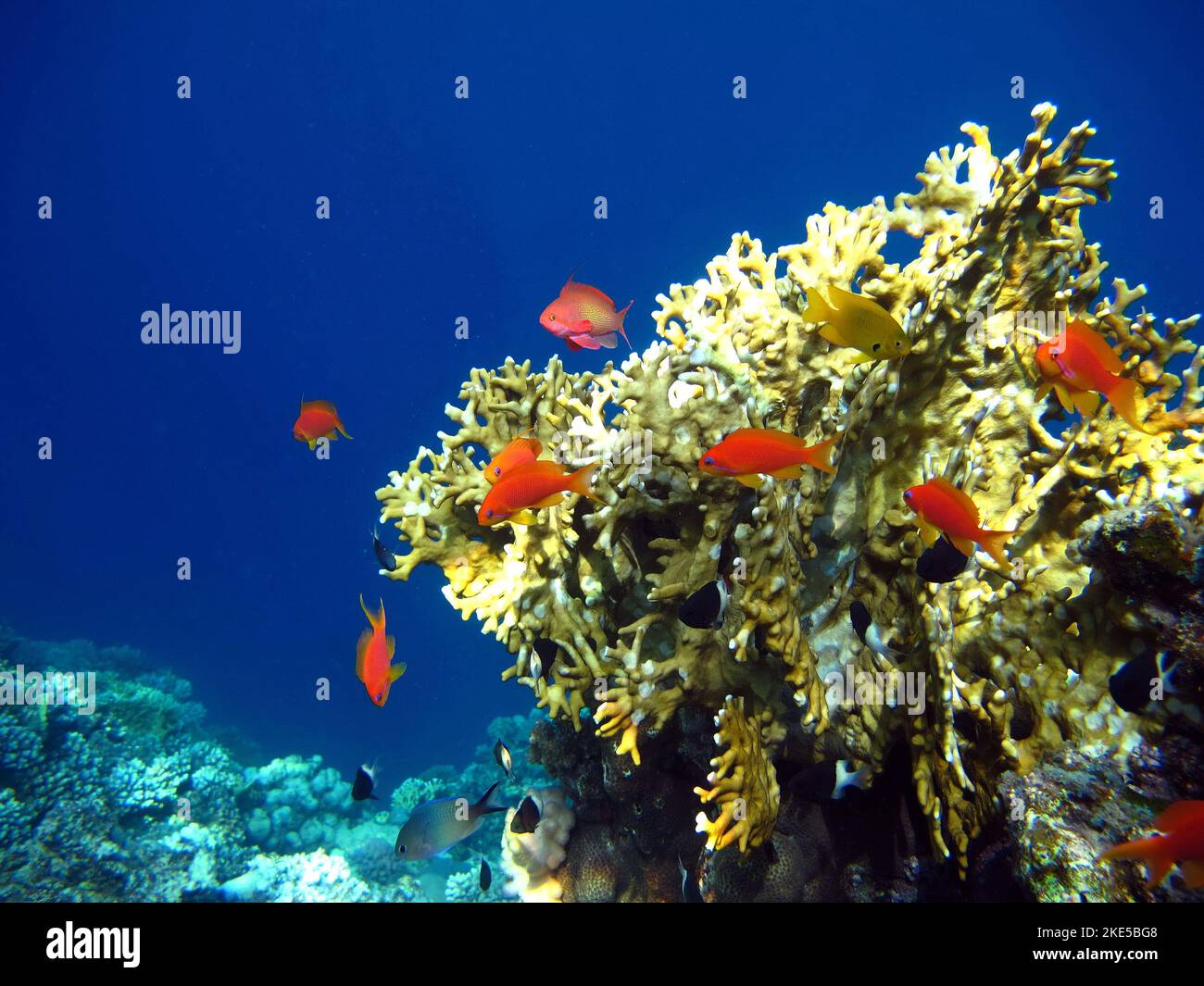 Colorful tropical fish on a coral reef, amazingly beautiful fairy world ...