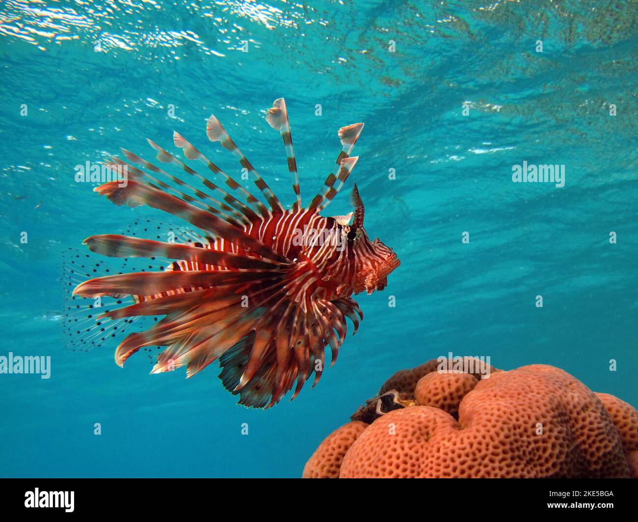 Lion Fish in the Red Sea in clear blue water hunting for food ...